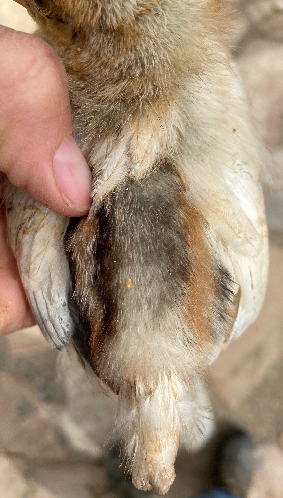 Sex, Gender & Chimerism – Bitchin' Chickens