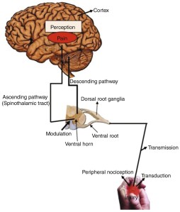 Dealing With Pain In Chickens – Bitchin' Chickens
