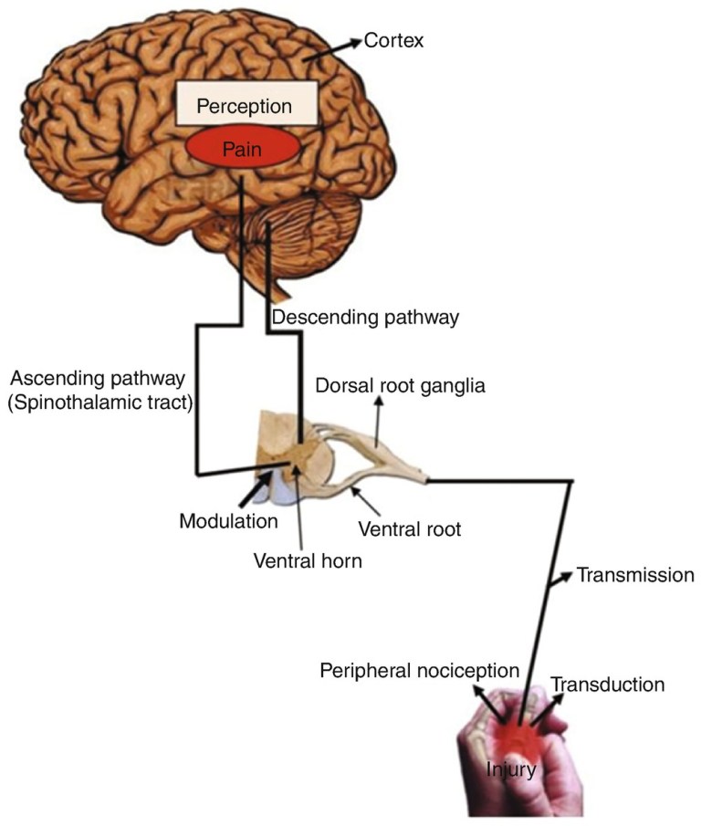 Dealing With Pain In Chickens – Bitchin' Chickens