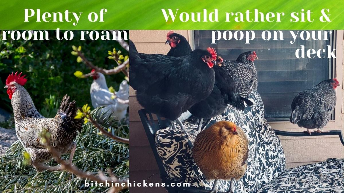 The Lowdown on Chicken Poop: Interpreting Your Flock’s Outputs ...