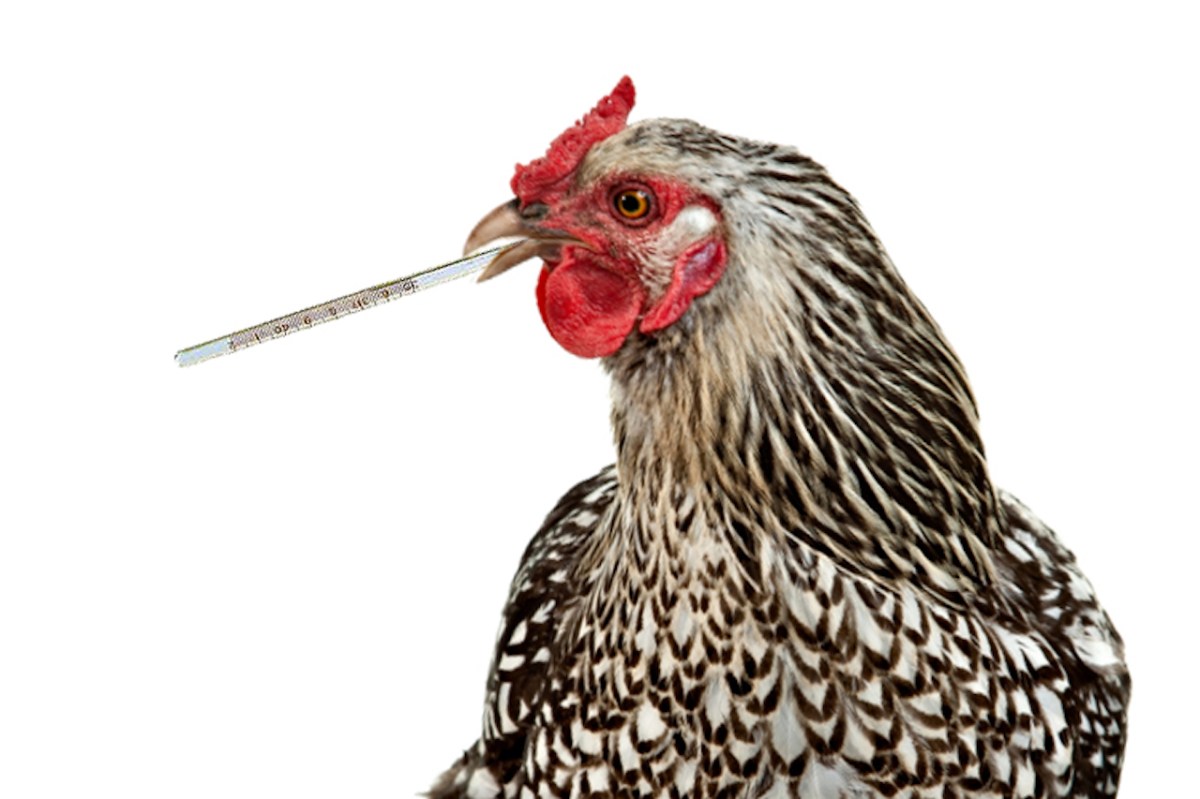 Dealing With Pain In Chickens – Bitchin' Chickens