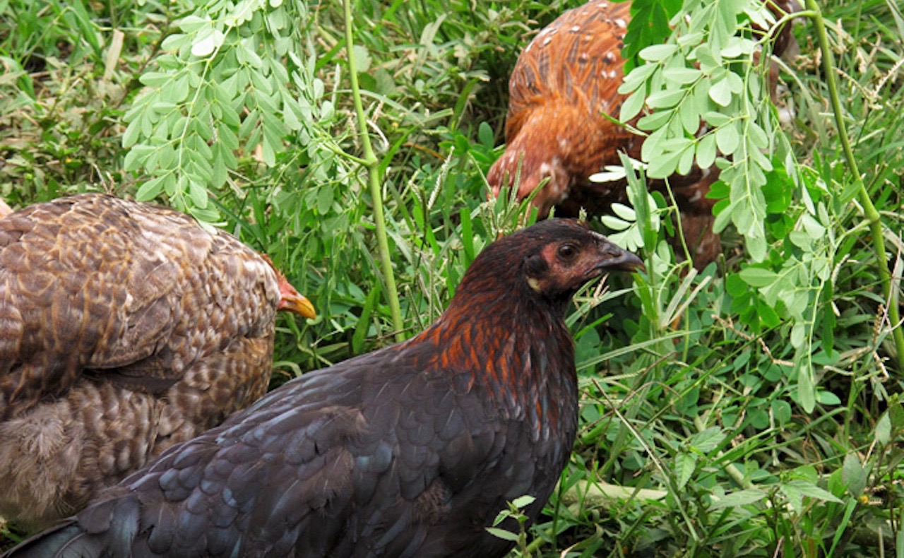 Natural Remedy For Chickens: Moringa Oleifera – Bitchin' Chickens