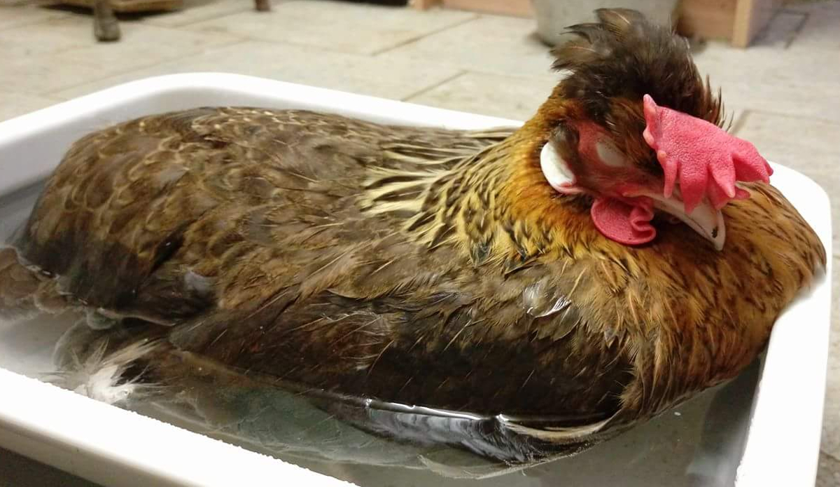 Dealing With Dehydration In Chickens – Bitchin' Chickens