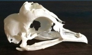 Vaulted Skulls In Chickens – Bitchin' Chickens