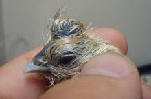 Vaulted Skulls In Chickens – Bitchin' Chickens