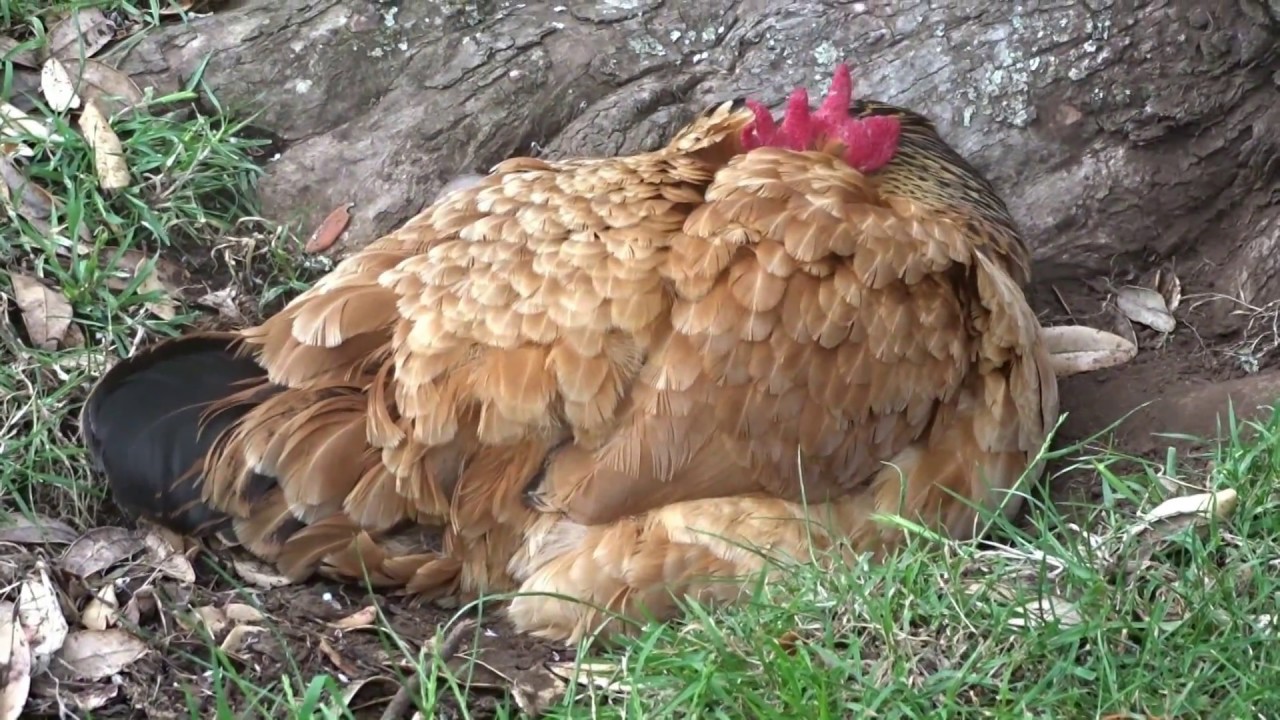 How Chickens Sleep – Bitchin' Chickens