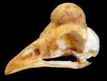 Vaulted Skulls In Chickens – Bitchin' Chickens