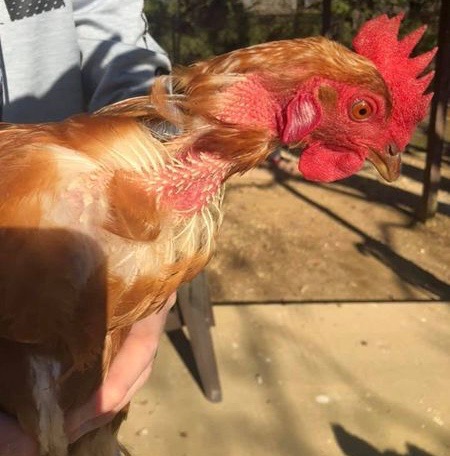 Case Study: Staphylococcus Infection – Bitchin' Chickens