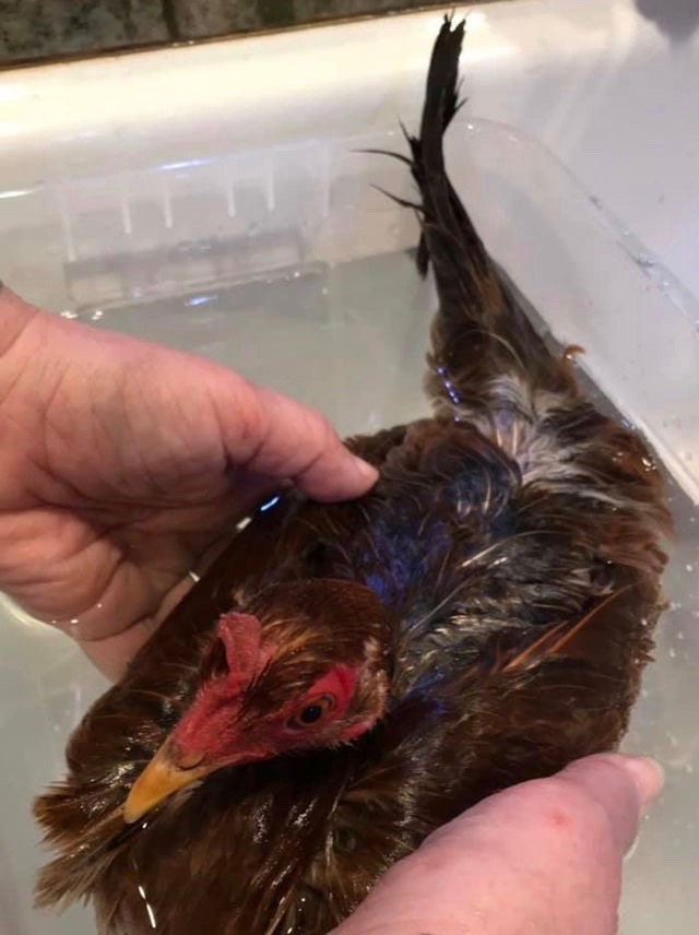 Case Study: Strangulated Leg &Toe – Bitchin' Chickens