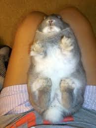 Tonic Immobility (‘Hypnosis’) In Chickens – Bitchin' Chickens