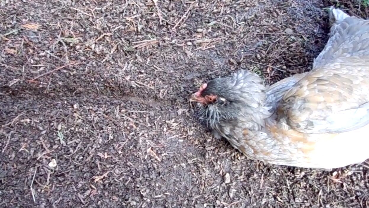 Tonic Immobility (‘Hypnosis’) In Chickens – Bitchin' Chickens