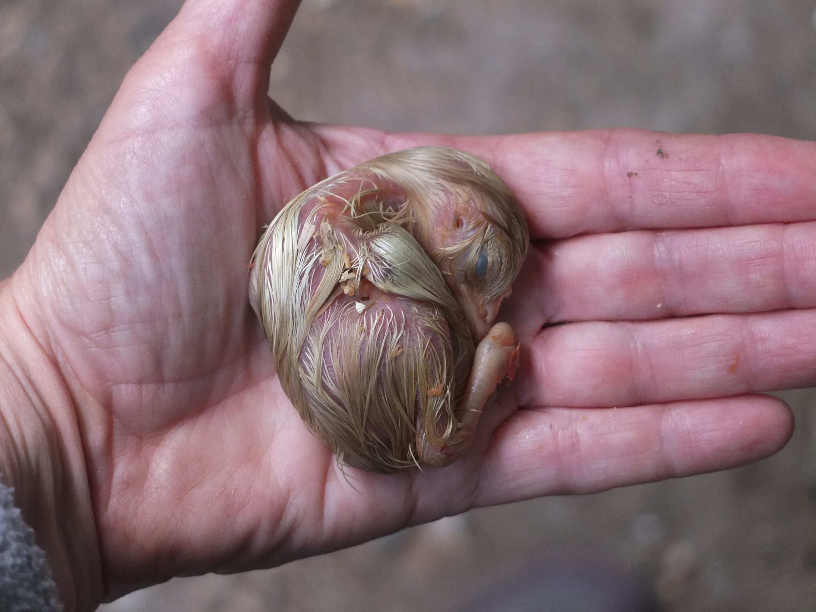 Assisted Hatch #4: To Intervene Or Not? – Bitchin' Chickens