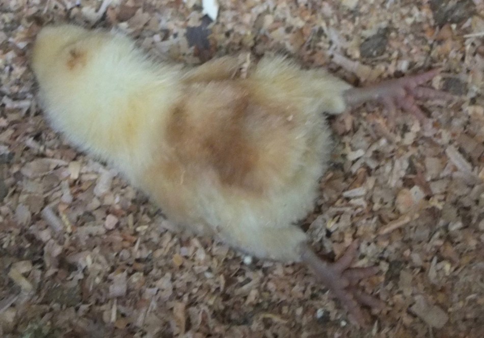 Assisted Hatch #4: To Intervene Or Not? – Bitchin' Chickens