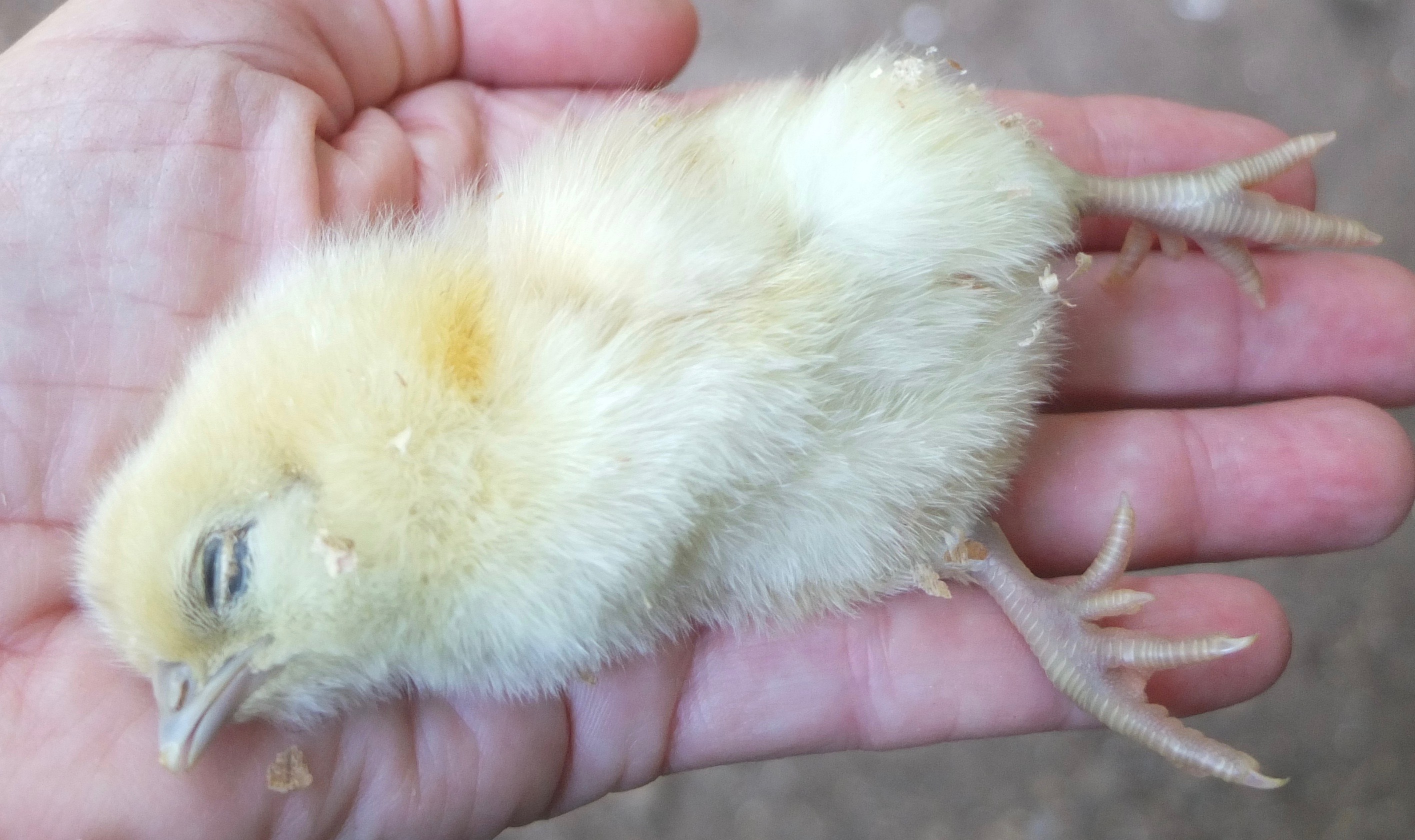 Assisted Hatch #4: To Intervene Or Not? – Bitchin' Chickens