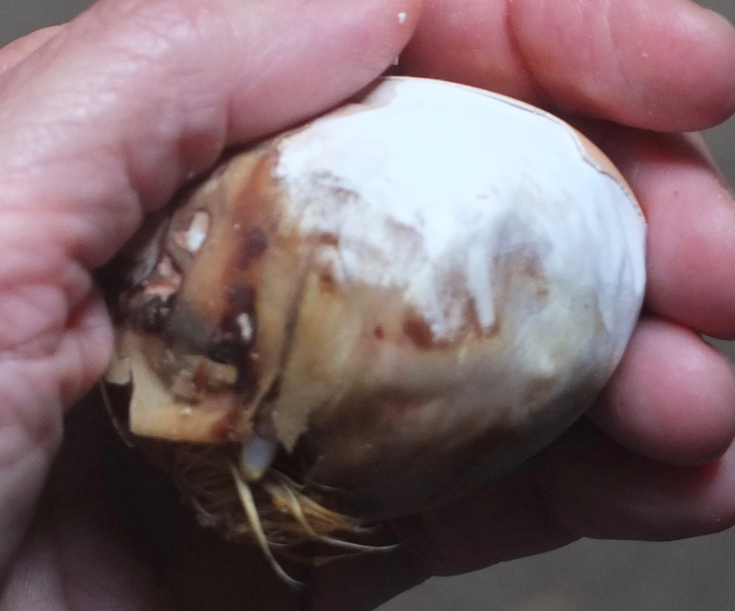 Assisted Hatch #4: To Intervene Or Not? – Bitchin' Chickens