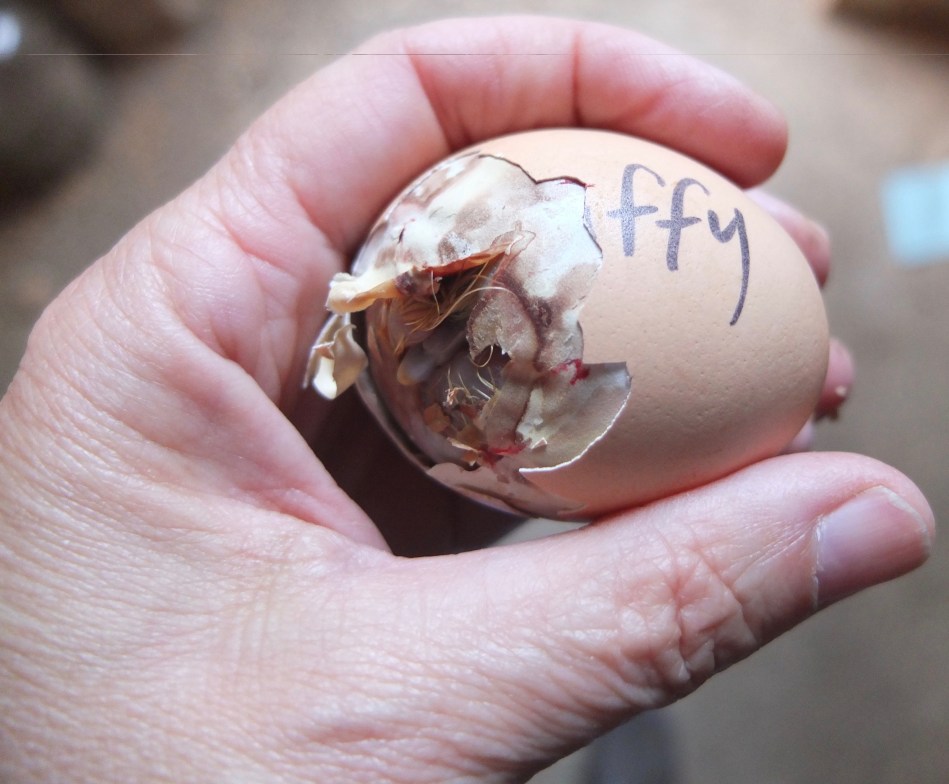 Assisted Hatch #4: To Intervene Or Not? – Bitchin' Chickens