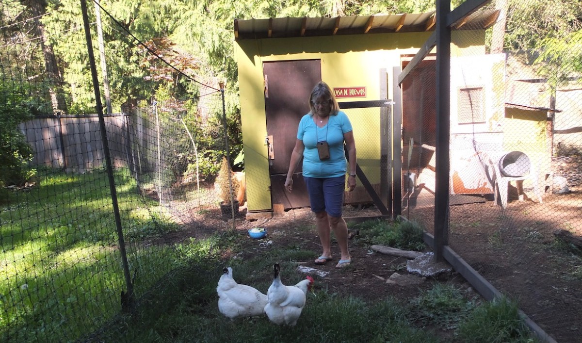 Linda: Determined Chicken Mama – Bitchin' Chickens