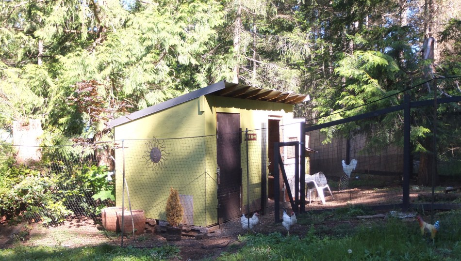 Linda: Determined Chicken Mama – Bitchin' Chickens