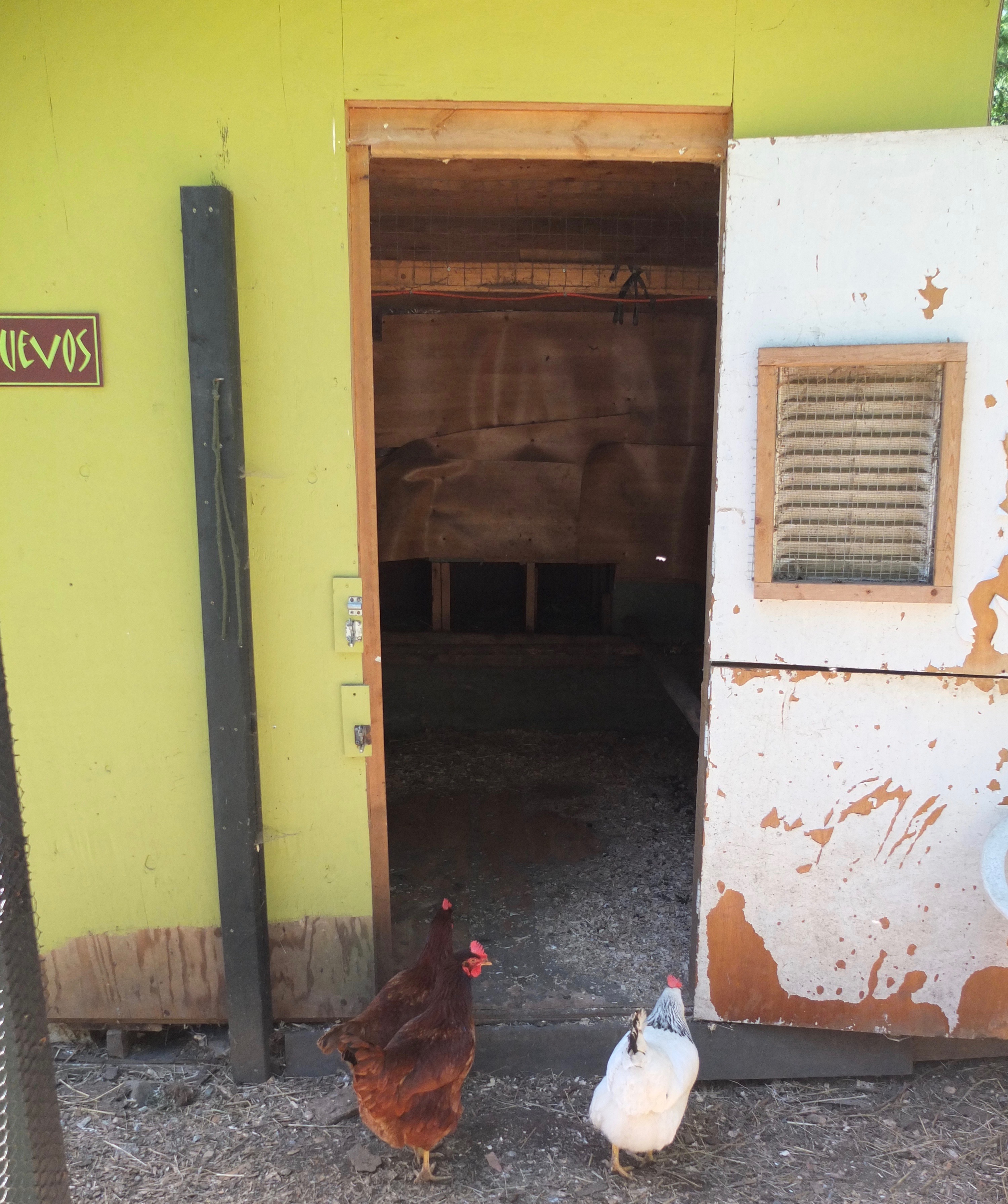 Linda: Determined Chicken Mama – Bitchin' Chickens