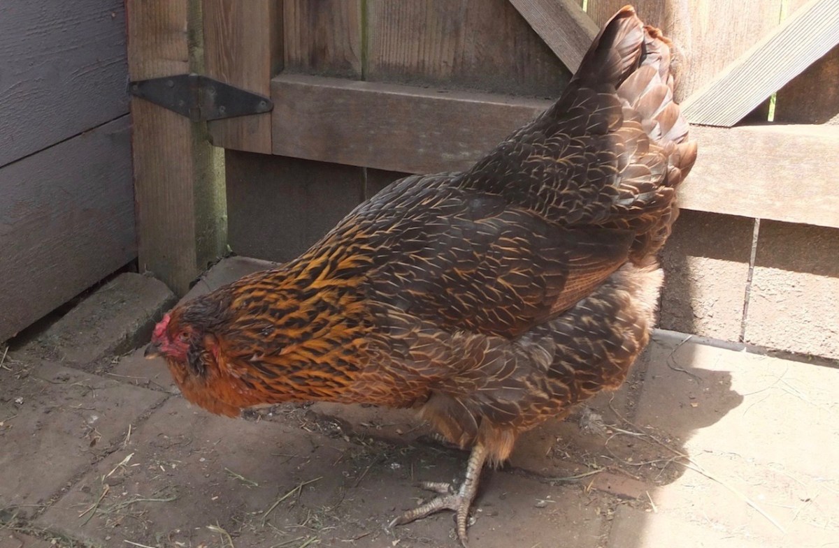 Case Study: Bronchitis & Tracheitis – Bitchin' Chickens