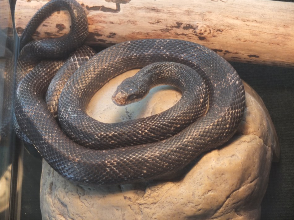 Val: Animal Lover – Bitchin' Chickens