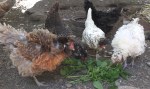 Natural Remedy For Chickens: Stinging Nettle – Bitchin' Chickens