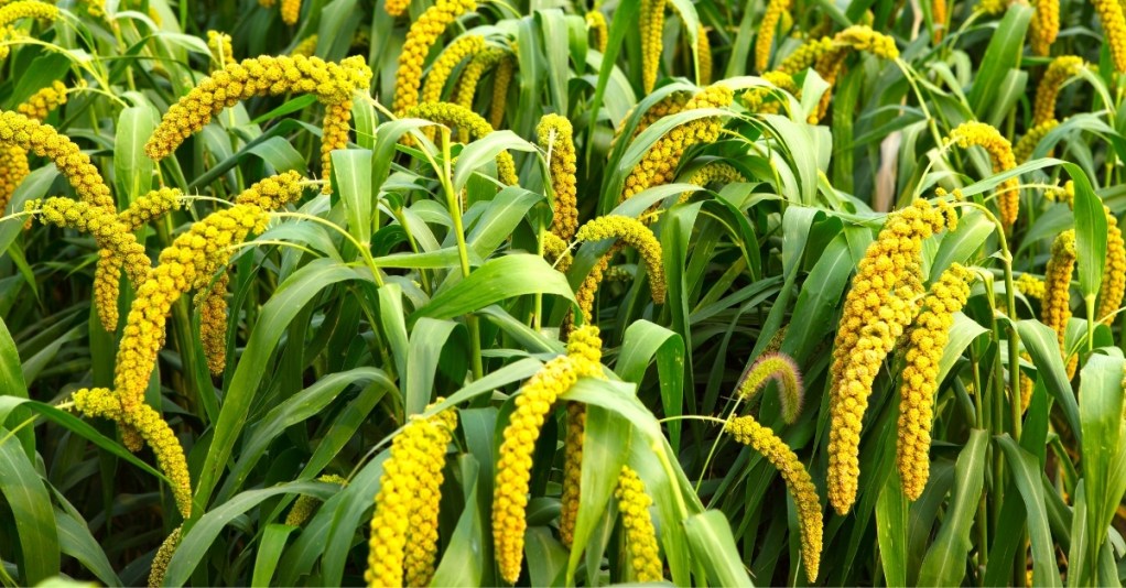 Superfood For Chickens: Millets – Bitchin' Chickens