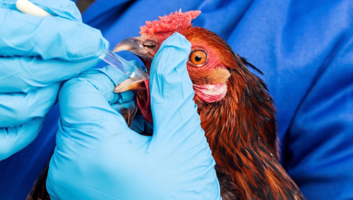 Internal Flushes For Chickens – Bitchin' Chickens