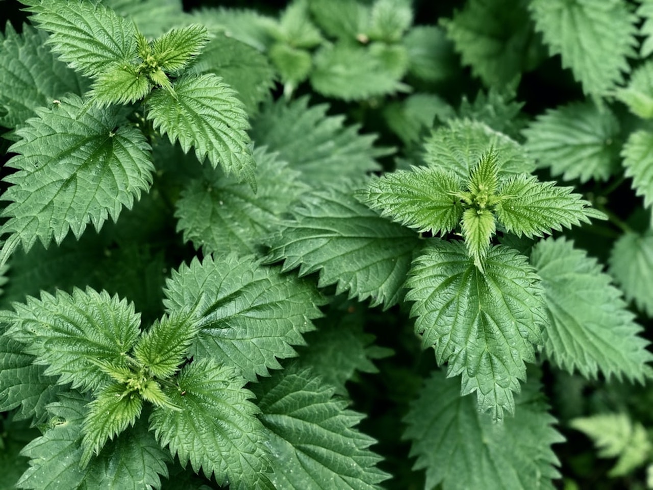 Natural Remedy For Chickens: Stinging Nettle – Bitchin' Chickens