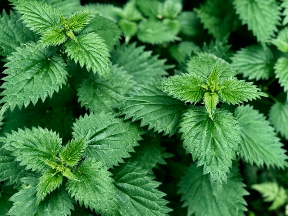 Natural Remedy For Chickens: Stinging Nettle – Bitchin' Chickens