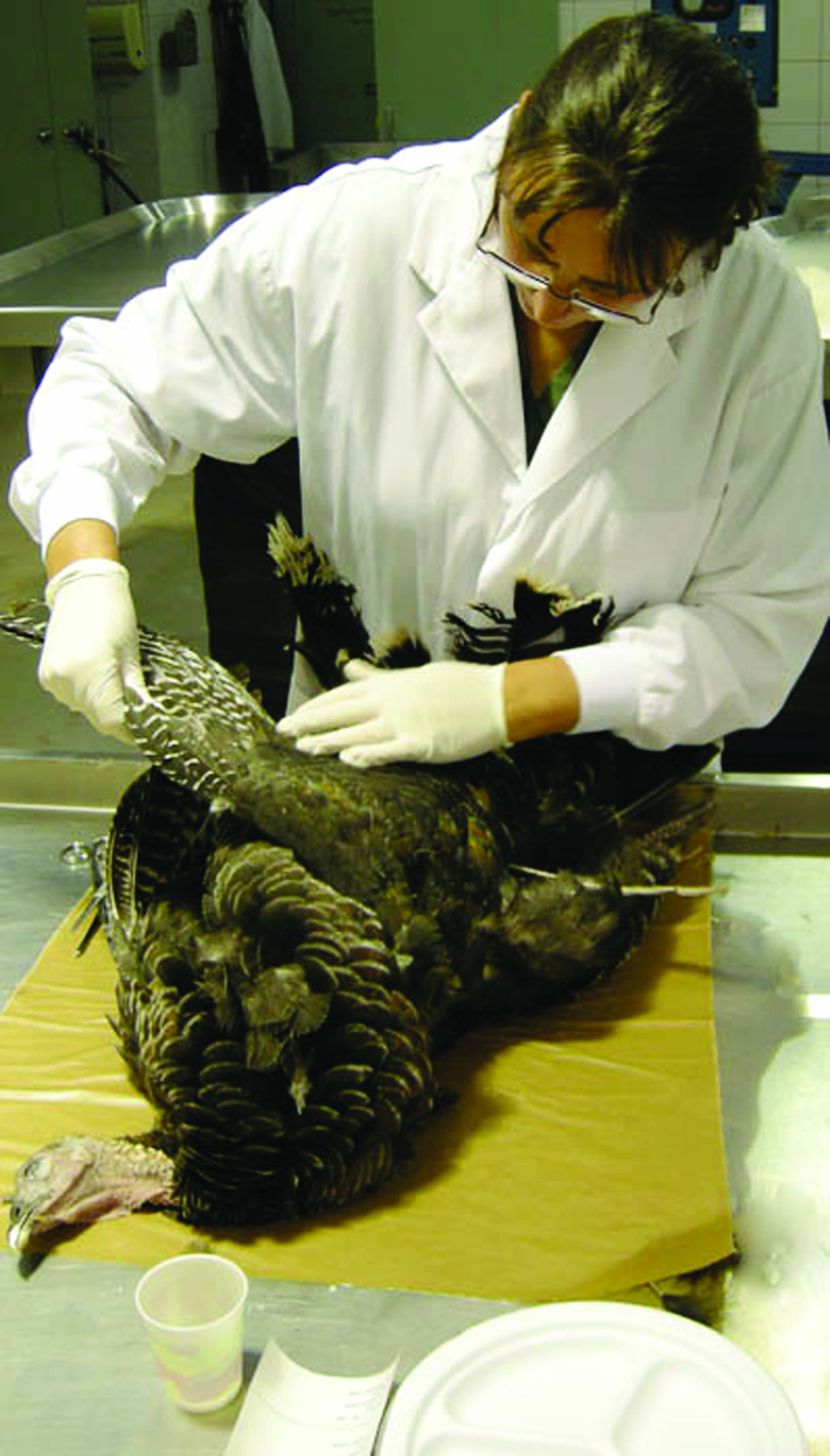 Vicki: Rockstar Of The Poultry World – Bitchin' Chickens