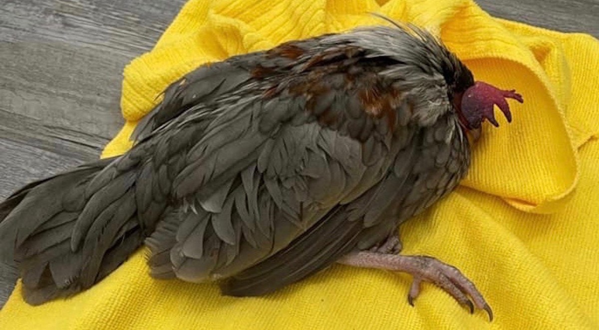 Treating Chickens For Shock – Bitchin' Chickens