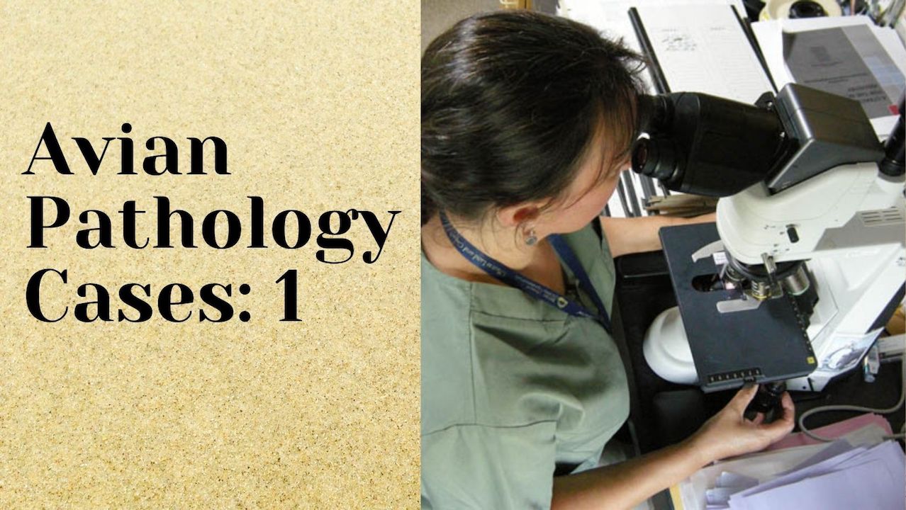 Avian Pathology Cases: 1 – Bitchin' Chickens