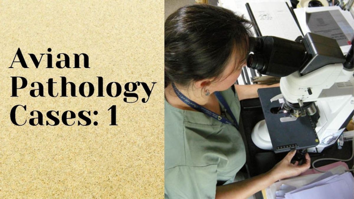 Avian Pathology Cases: 1 – Bitchin' Chickens