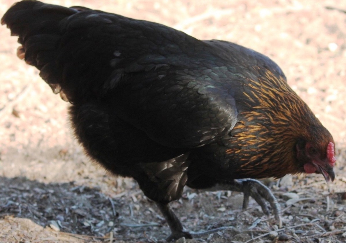 Case Study: Blunt Force Trauma 2 – Bitchin' Chickens