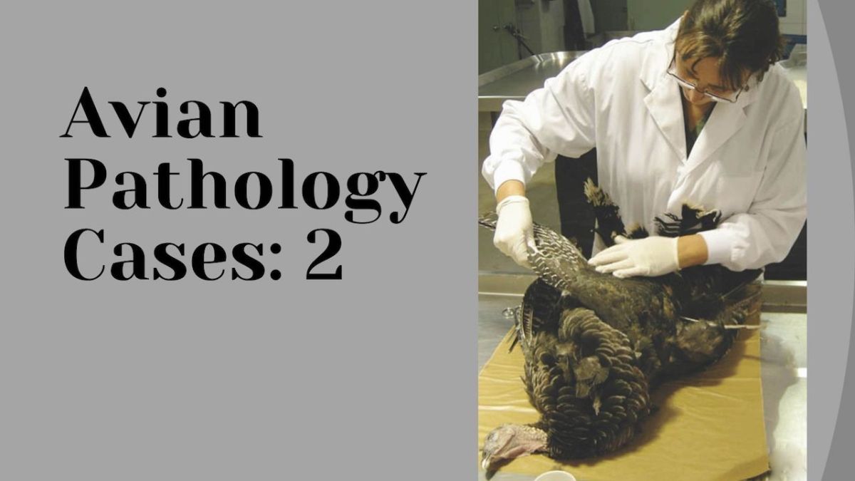 Avian Pathology Cases: 2 – Bitchin' Chickens
