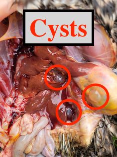 Avian Pathology Cases: 2 – Bitchin' Chickens