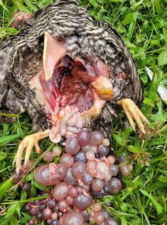 Avian Pathology Cases: 2 – Bitchin' Chickens