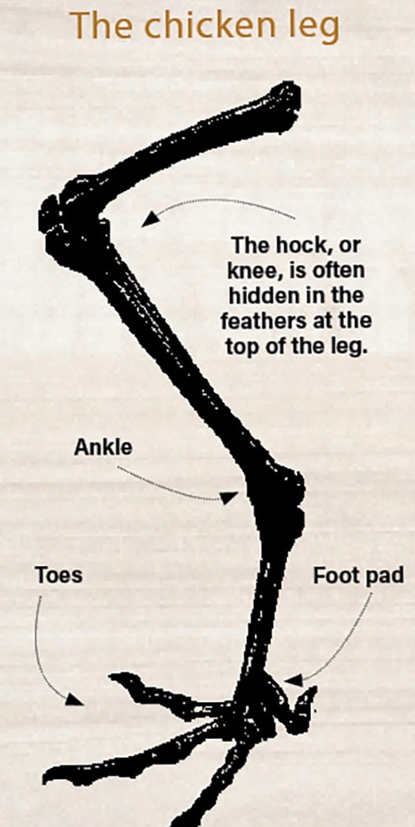 Avian Pathology Cases: 2 – Bitchin' Chickens