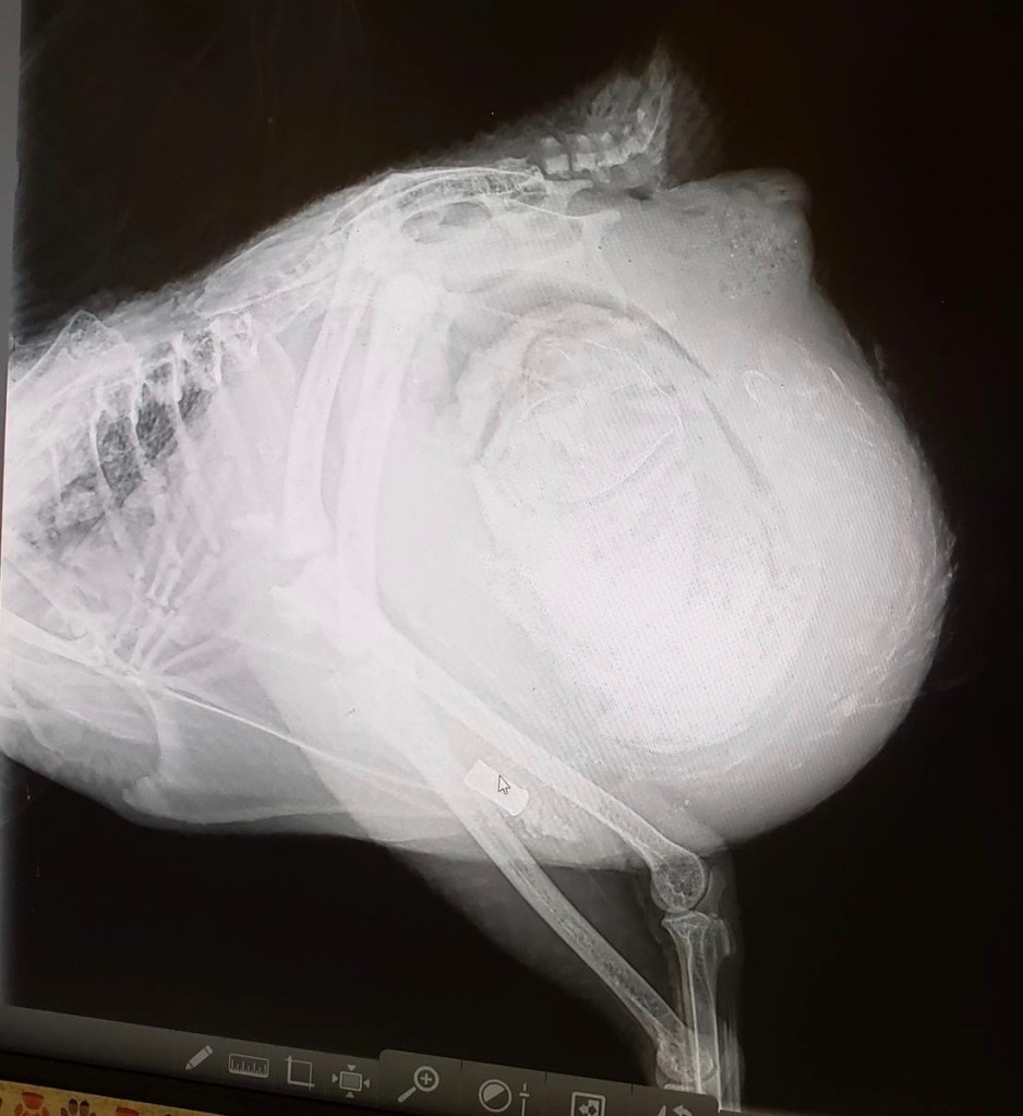 Case Study: Egg Yolk Peritonitis Surgery – Bitchin' Chickens