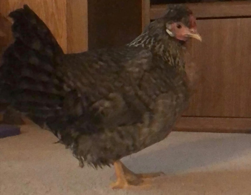 Case Study: Botulism – Bitchin' Chickens