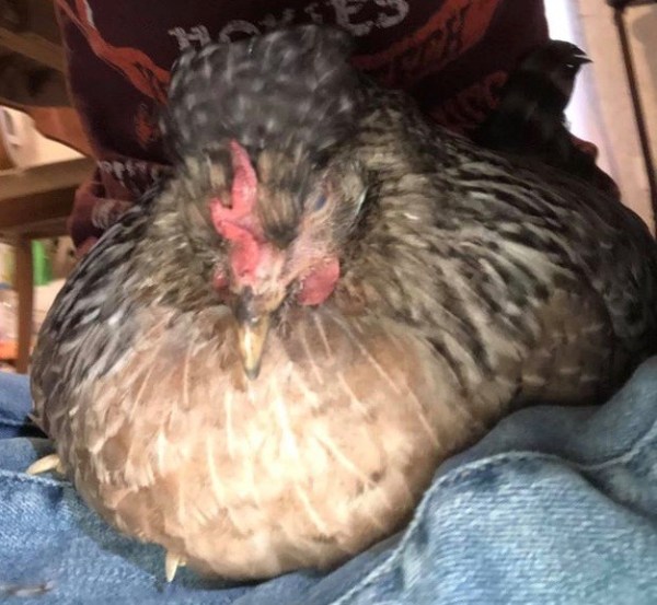 Case Study: Botulism – Bitchin' Chickens