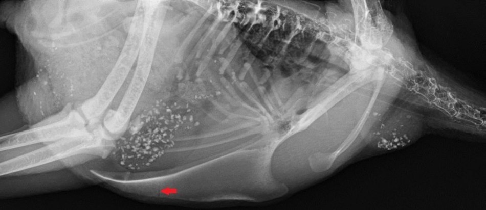 The Hidden Cost Of Eggs: Health Issues For Laying Hens – Bitchin' Chickens