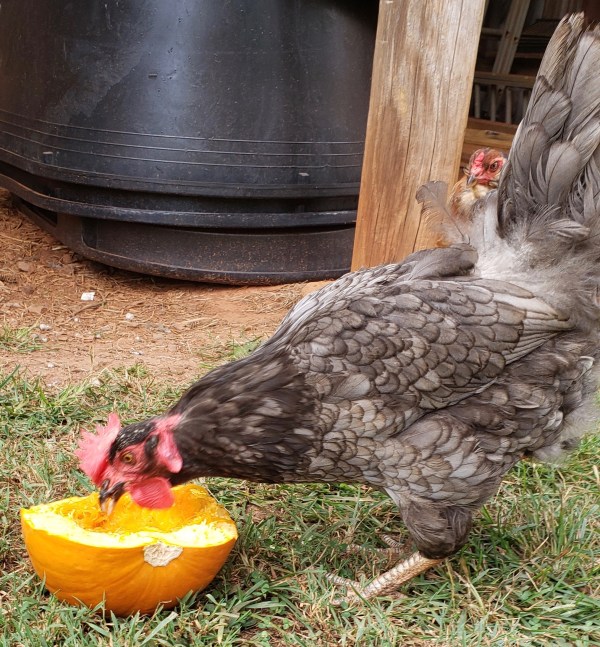 Case Study: Egg Yolk Peritonitis Surgery – Bitchin' Chickens