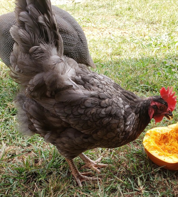 Case Study: Egg Yolk Peritonitis Surgery – Bitchin' Chickens