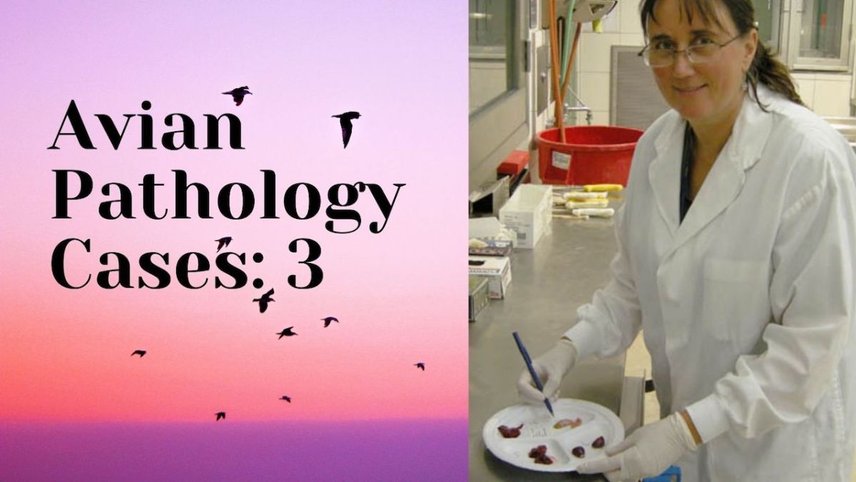 Avian Pathology Cases: 3 – Bitchin' Chickens