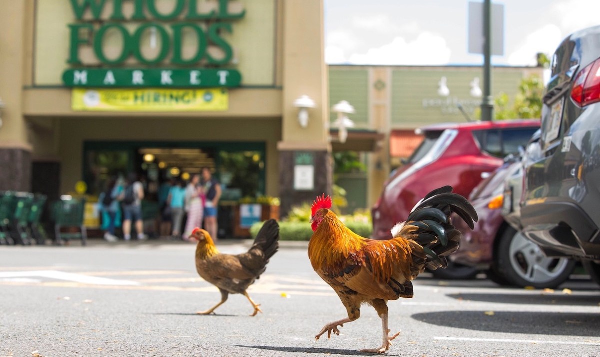 Feral Chickens – Bitchin' Chickens