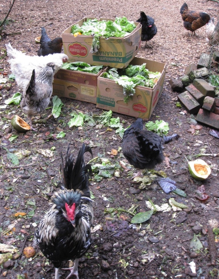 Budget Friendly Chicken Boredom Busters – Bitchin' Chickens