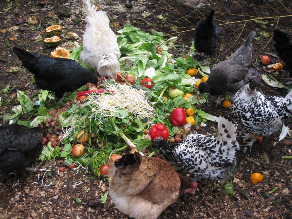 Budget Friendly Chicken Boredom Busters – Bitchin' Chickens
