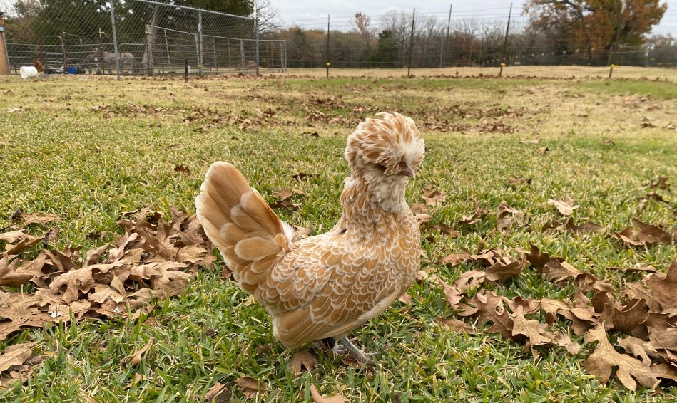 Case Study: Overgrown Leg Band – Bitchin' Chickens